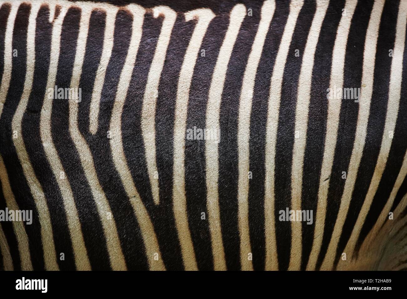 Close-up of the skin from Grevy's zebra (Equus grevyi), captive ...
