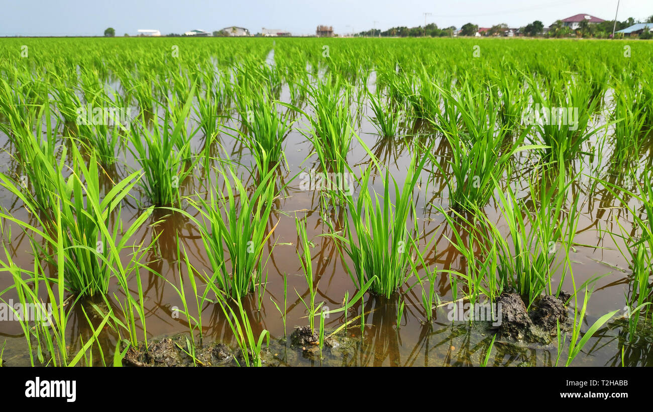 Young fresh green paddy field formed a beautiful pattern and design ...
