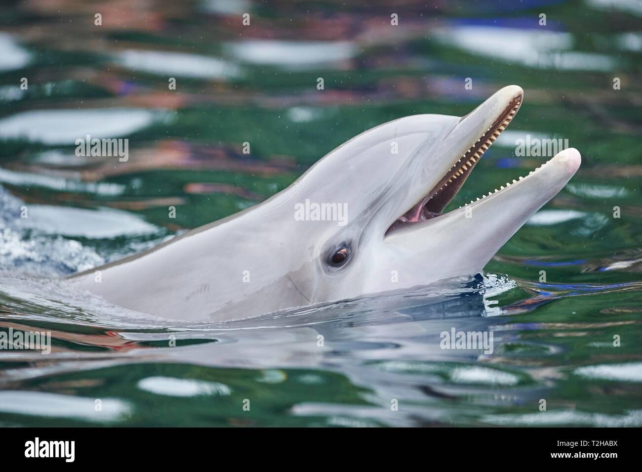 Common bottlenose dolphin (Tursiops truncatus), animal portrait ...