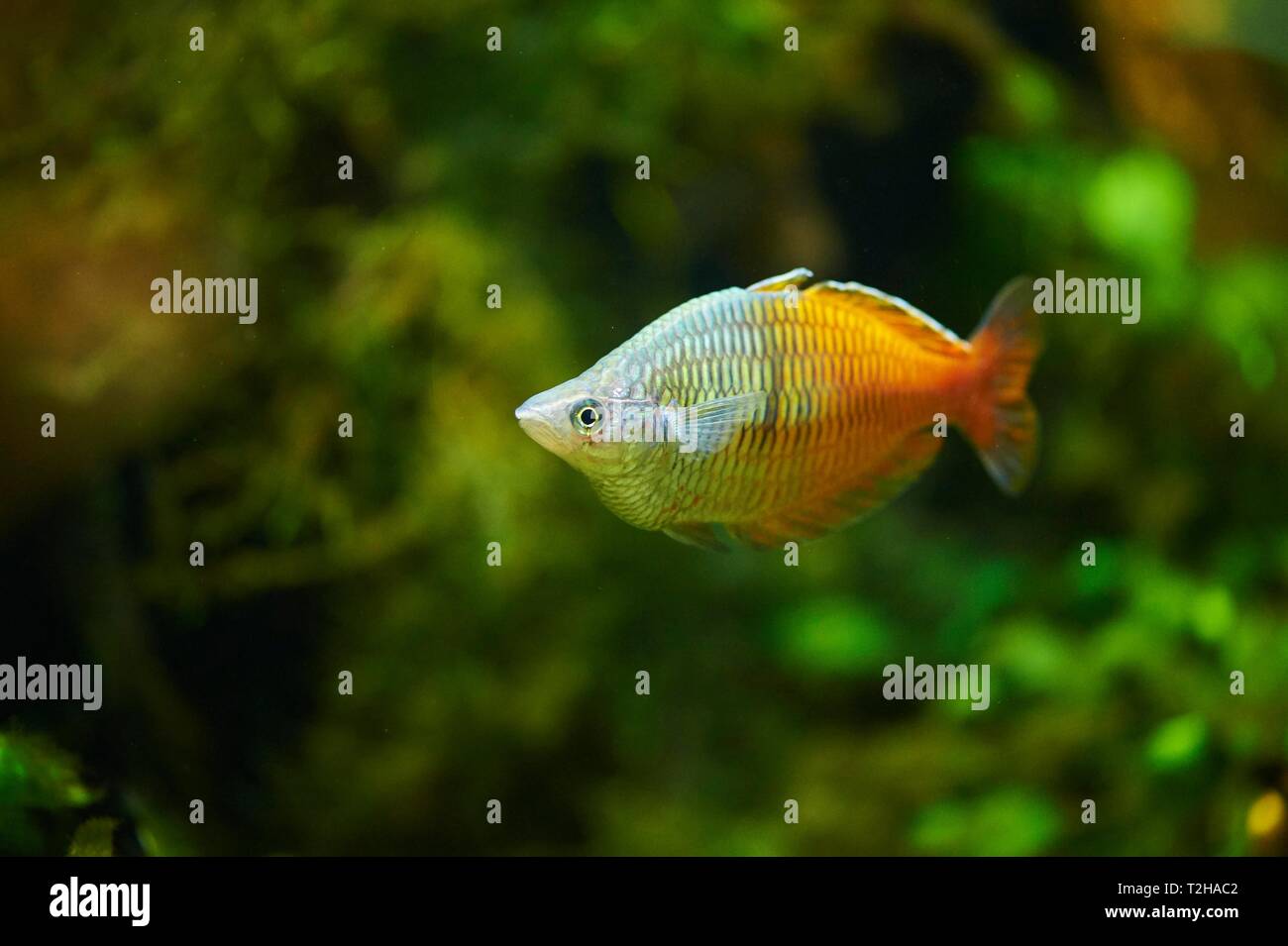 Melanotaenia hi-res stock photography and images - Alamy