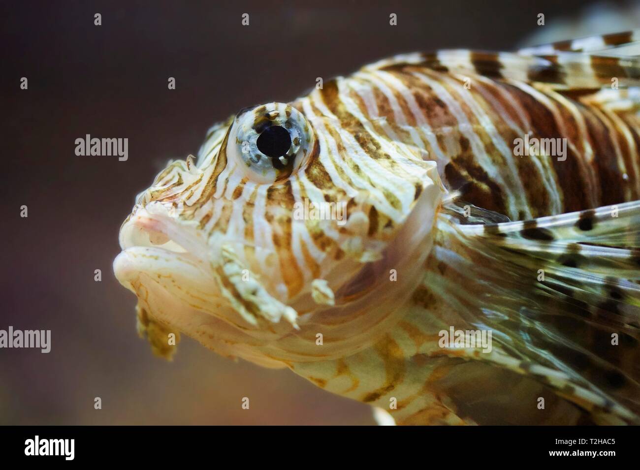 Red lionfish (Pterois volitans), animal portrait, in a aquarium ...