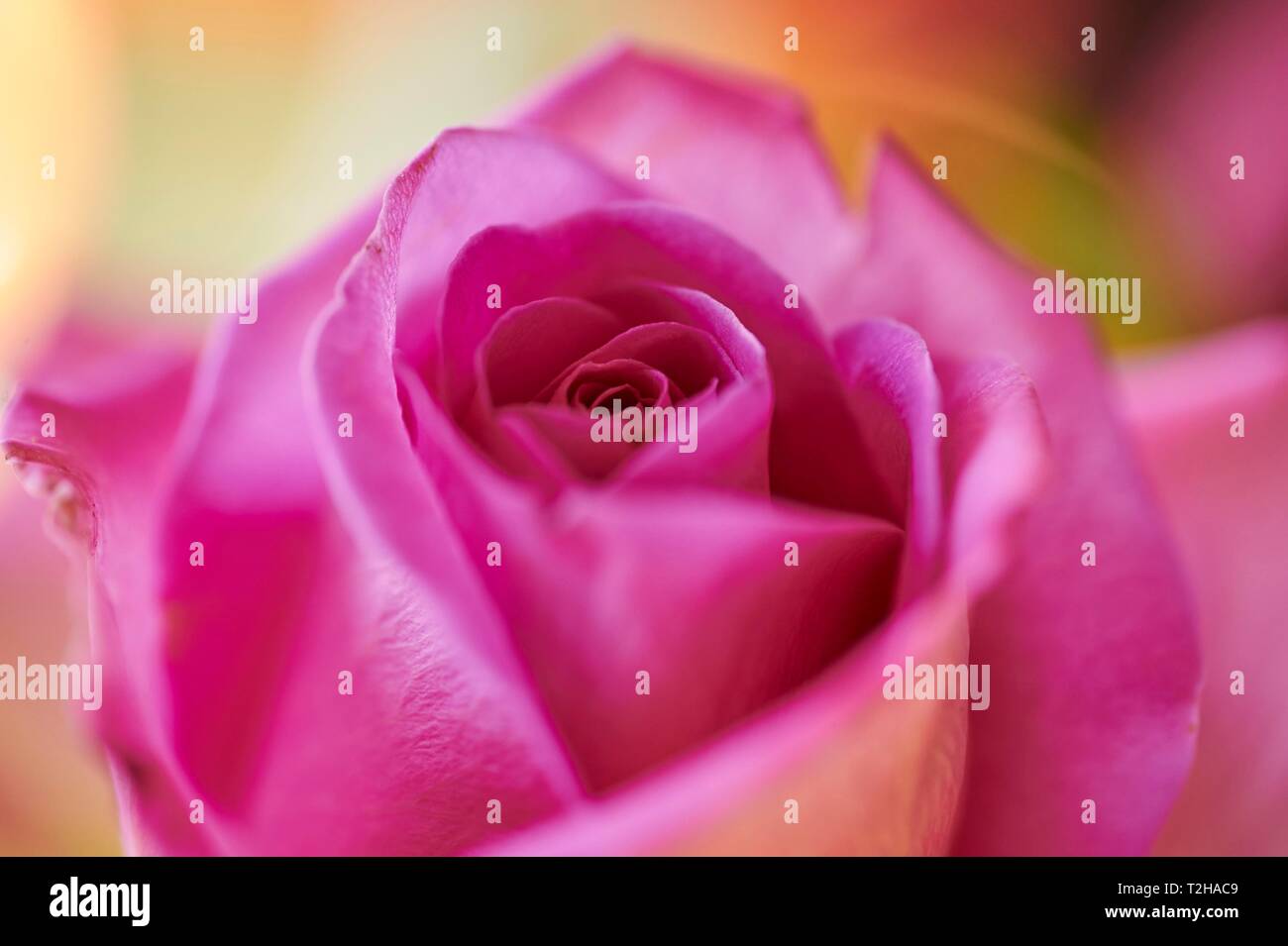 Garden rose (Rosa), rosa blossom, Germany Stock Photo - Alamy