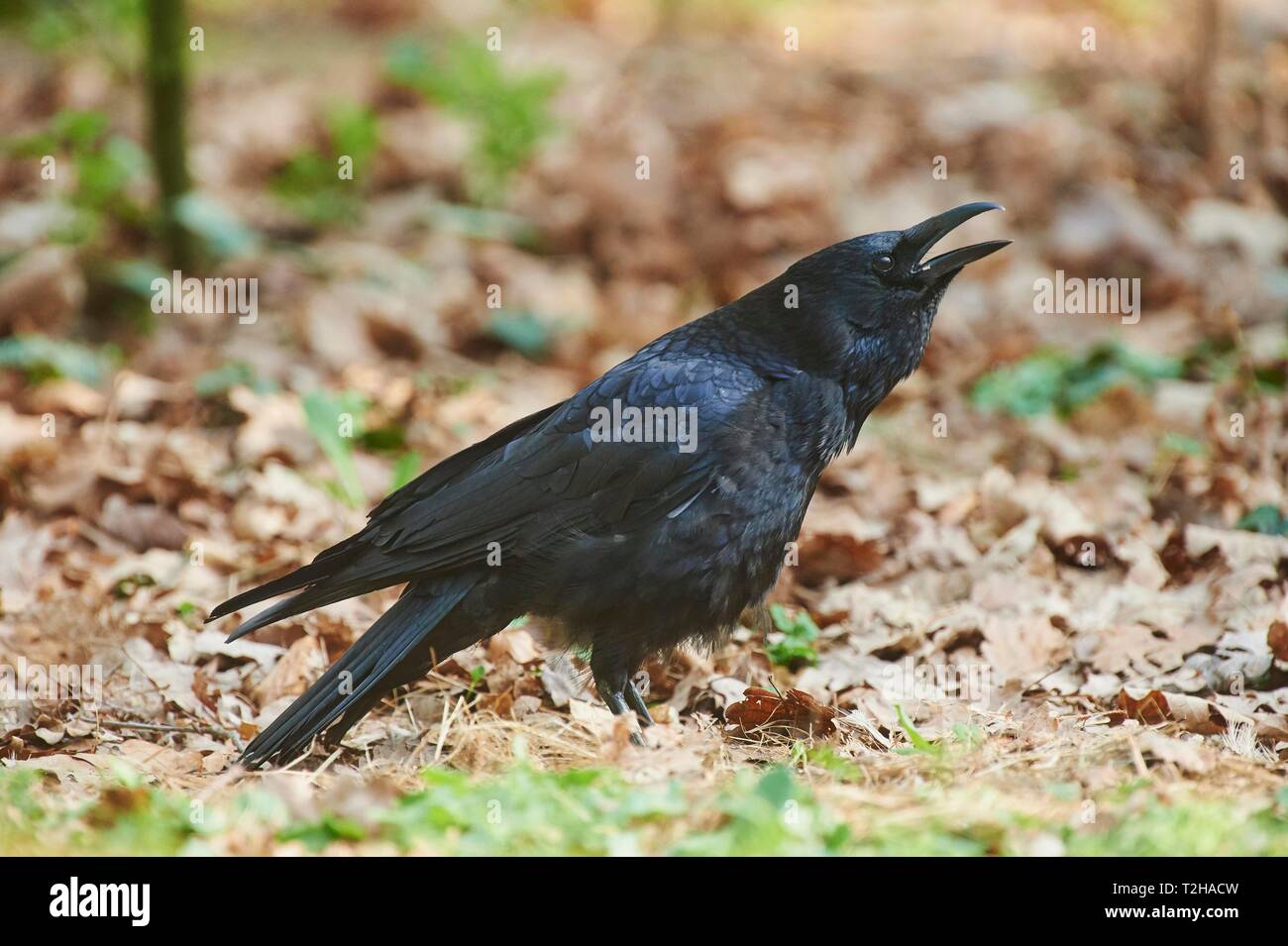 Carrion crow (Corvus corone) calling, Bavaria, Germany Stock Photo - Alamy