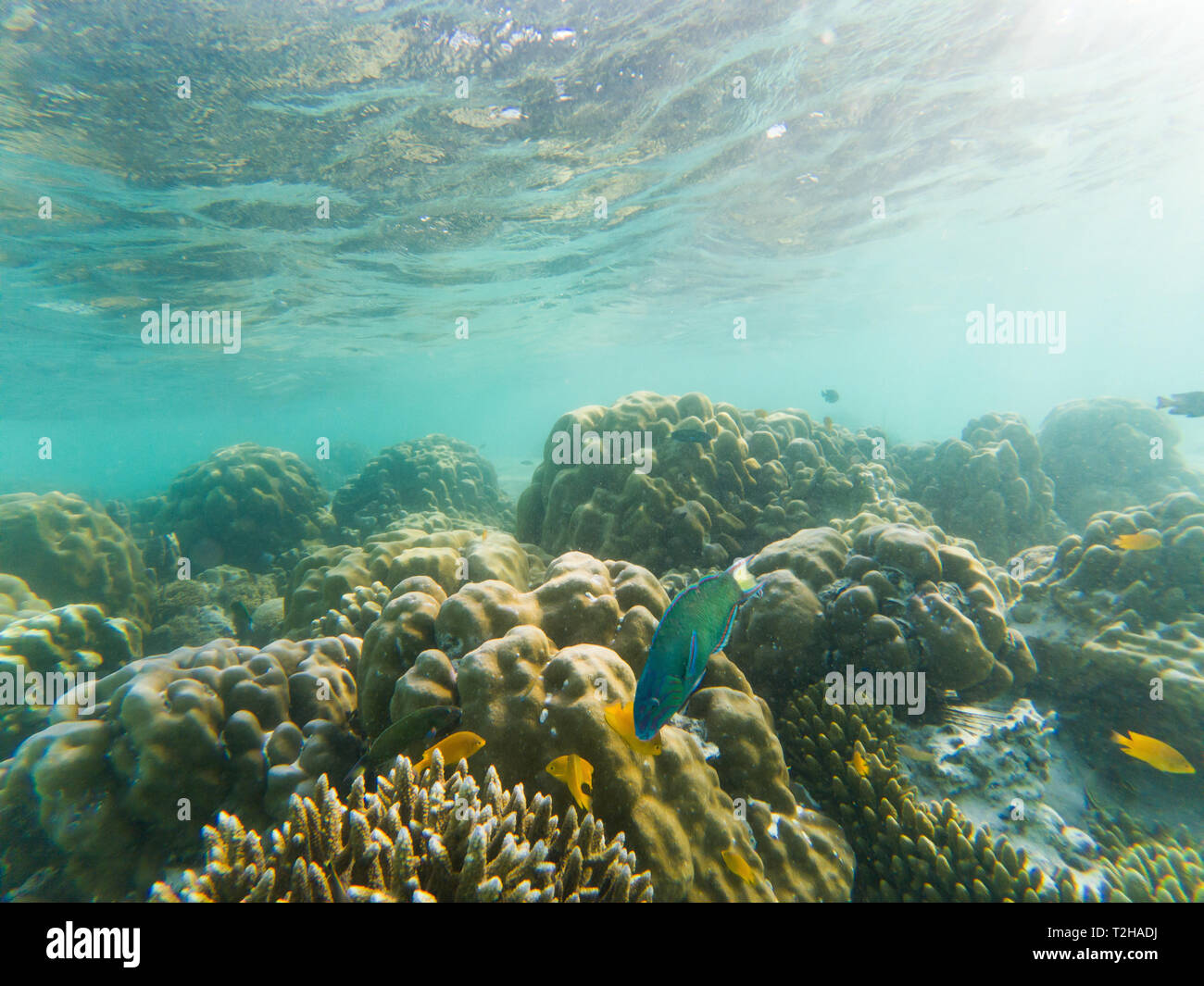 underwater marine life on coral reefs Stock Photo - Alamy