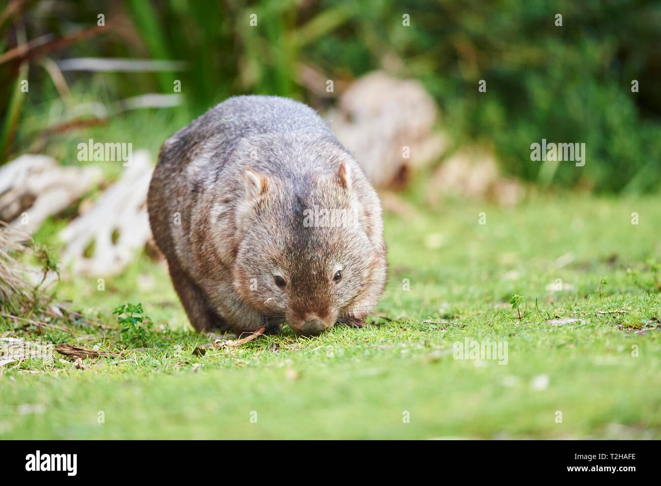 Common wombat (Vombatus ursinus), Wilsons Promontory National Park ...
