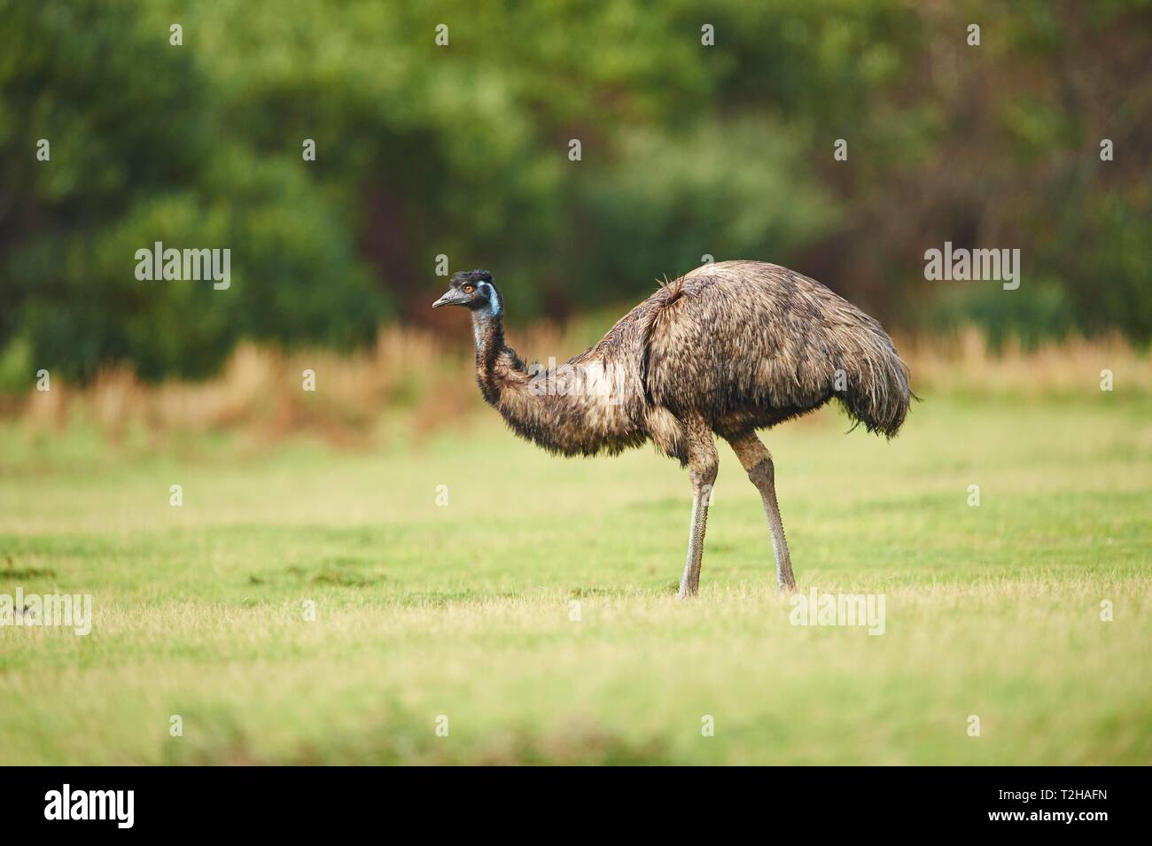 Emu (Dromaius novaehollandiae) on a meadow, Wilsons Promontory National ...