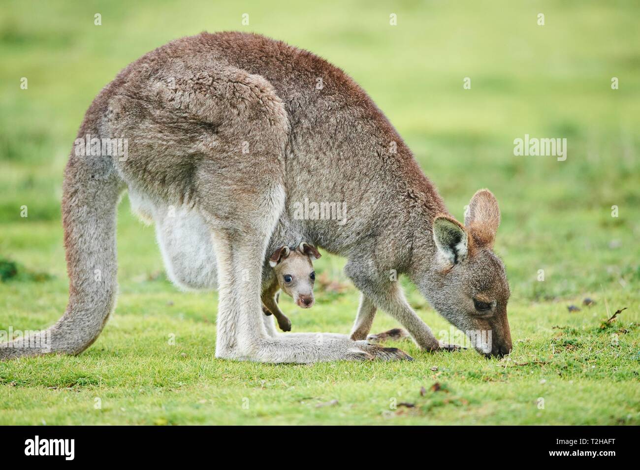 Eastern grey kangaroos (Macropus giganteus), adult with young, grazing, Wilsons Promotory ...