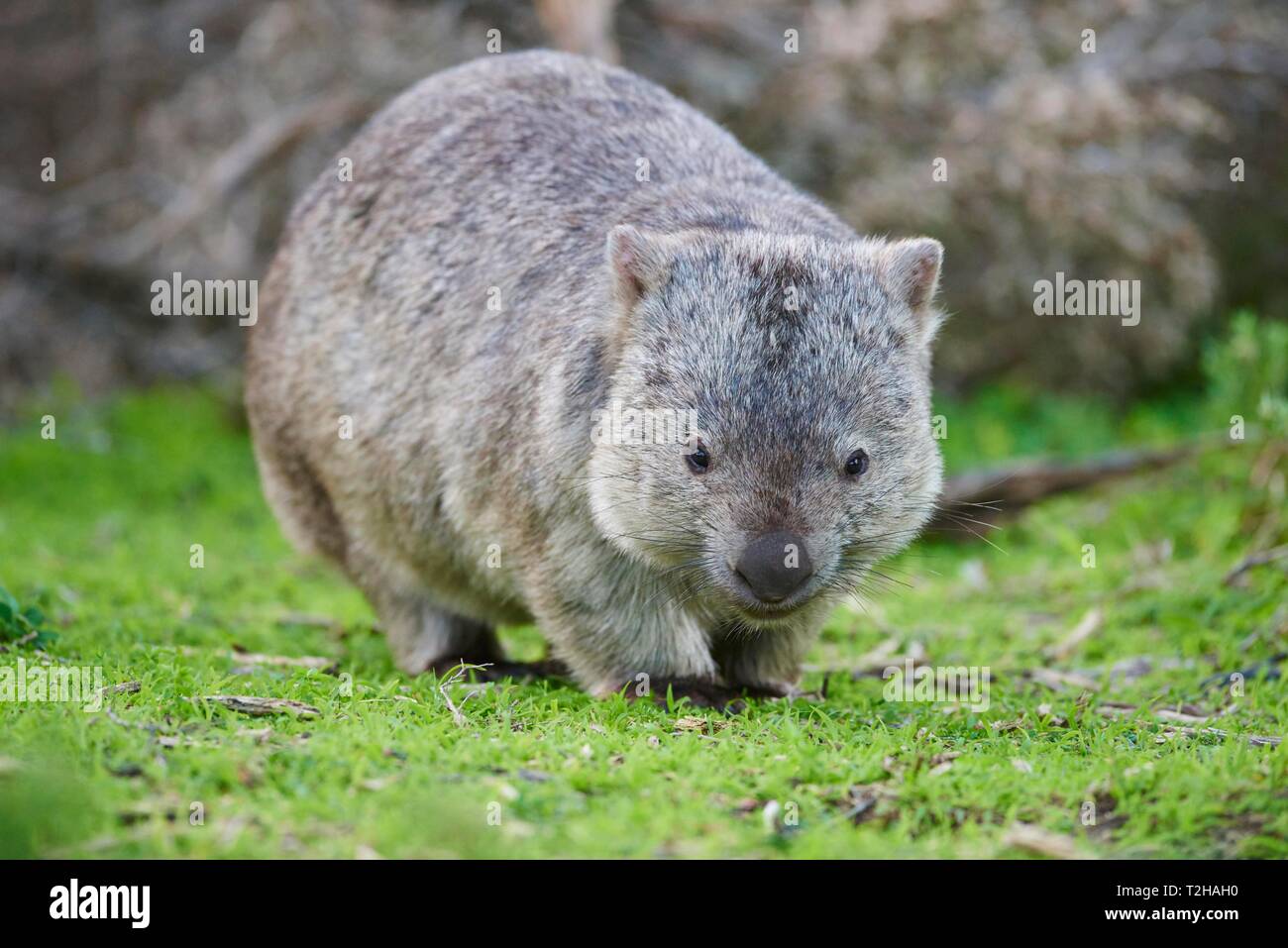 Common wombat (Vombatus ursinus), Wilsons Promontory National Park ...