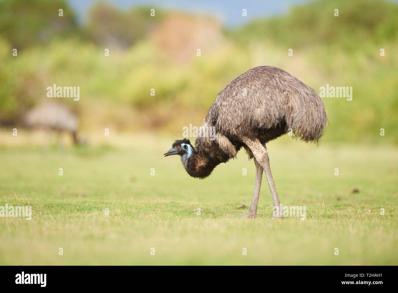 Emu (Dromaius novaehollandiae) on a meadow, Wilsons Promontory National ...