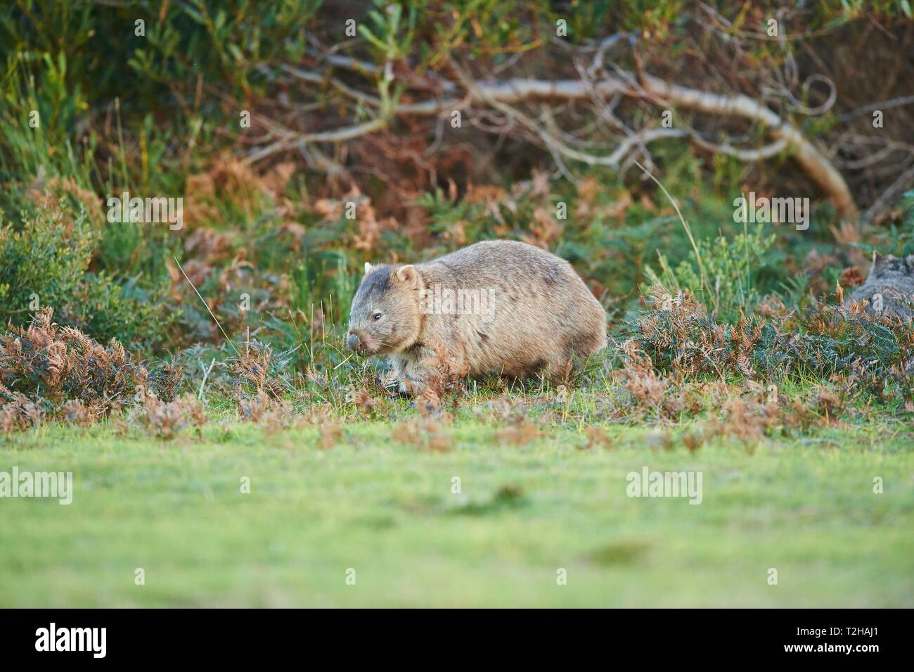 Common wombat (Vombatus ursinus), Australia Stock Photo - Alamy