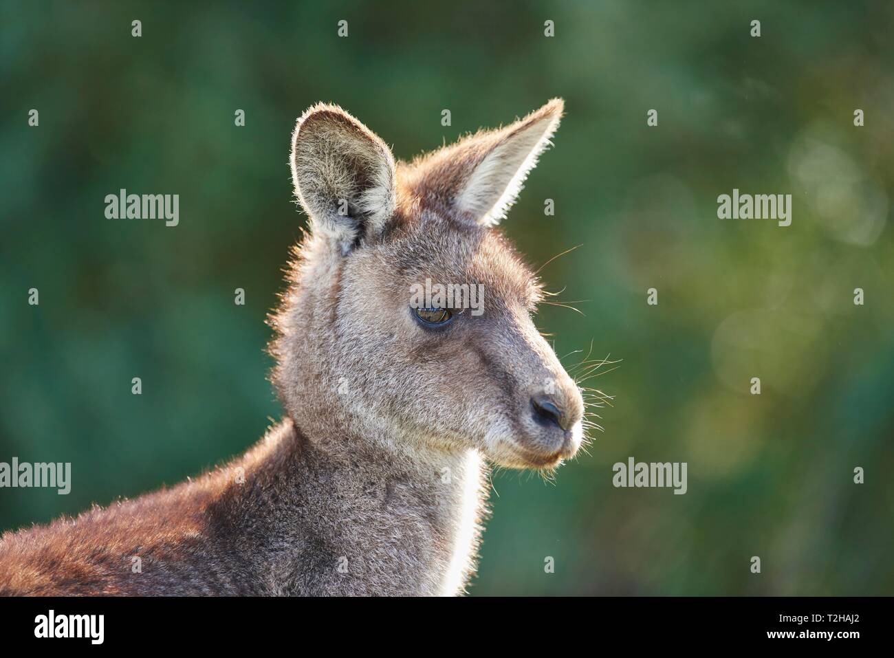 Eastern grey kangaroo (Macropus giganteus), animal portrait, Wilsons ...