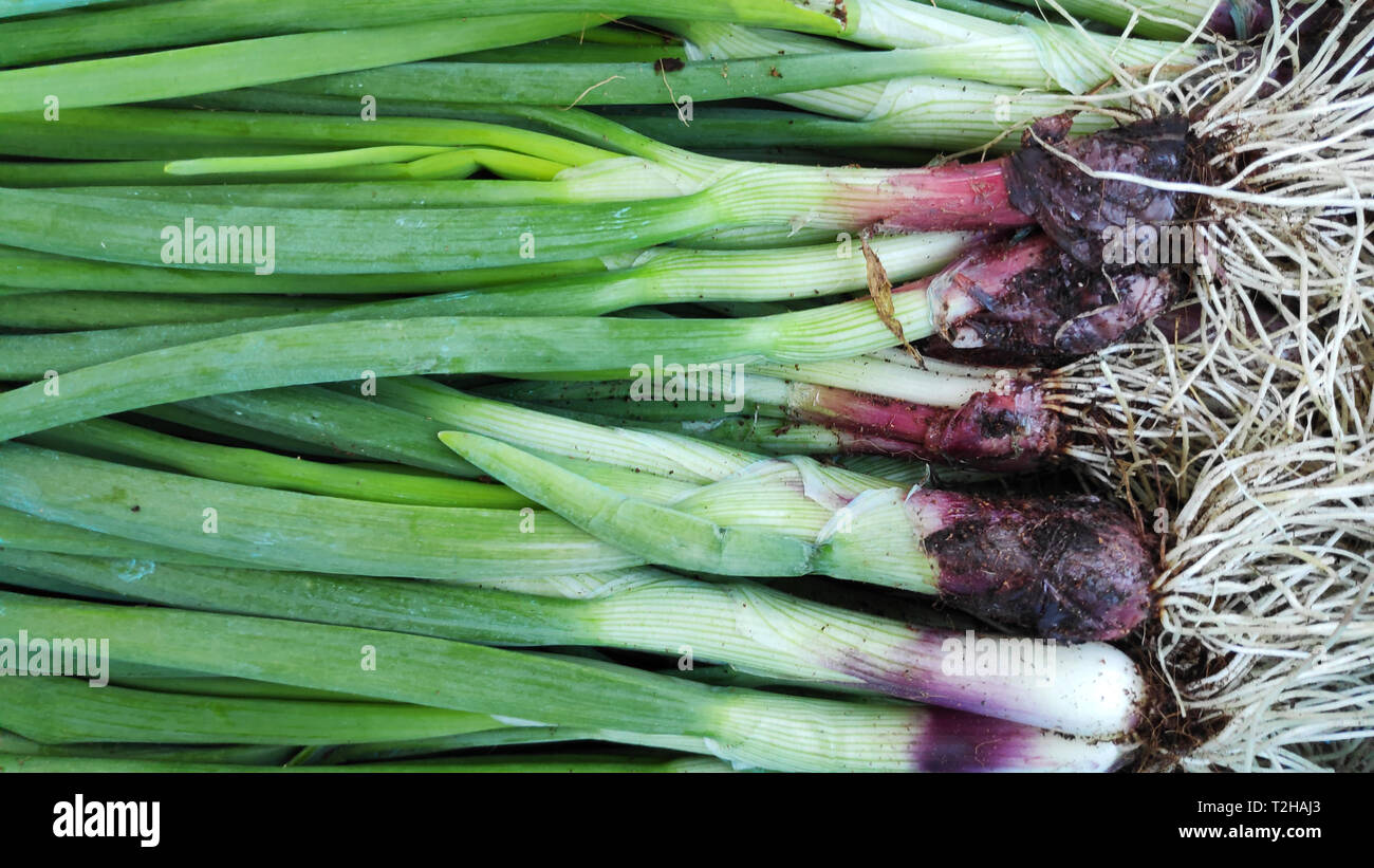 Row of spring onions ready for sale at the market Stock Photo - Alamy
