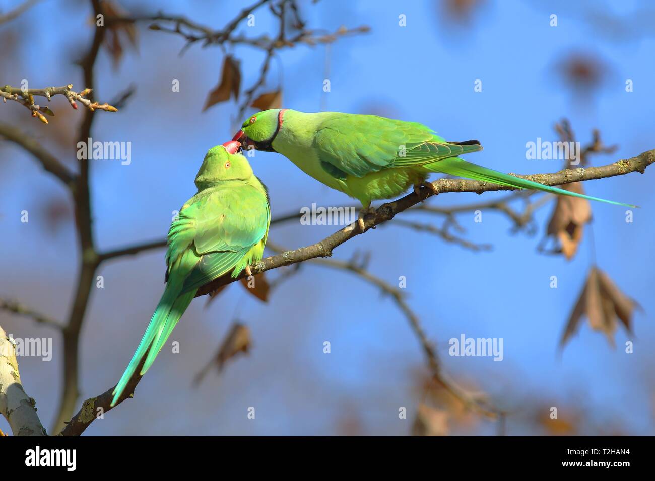 Rose-ringed parakeets (Psittacula krameri), animal pair sits on branch and beaks, kiss, palace ...