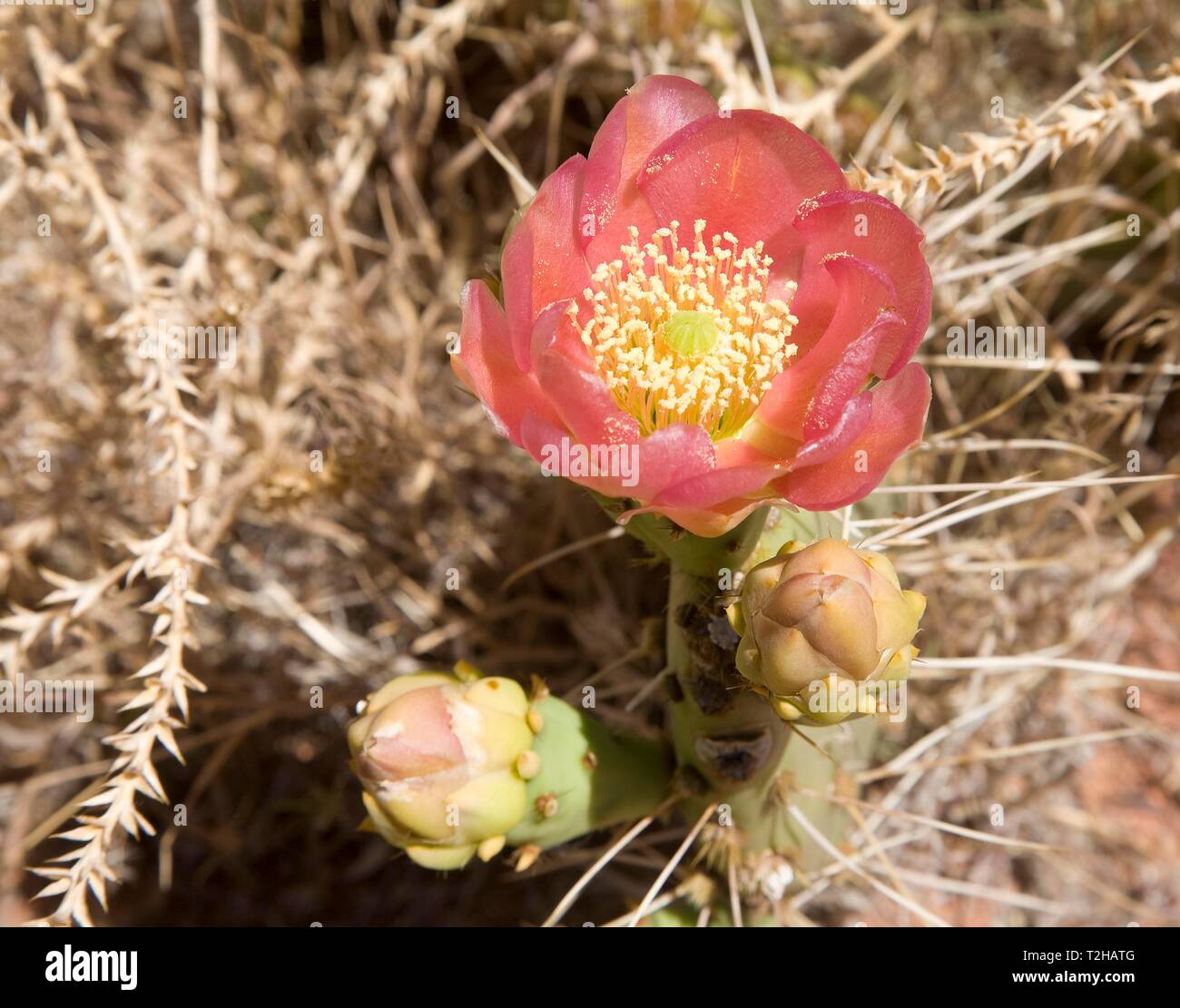 Opuntia at zion national park hi-res stock photography and images - Alamy