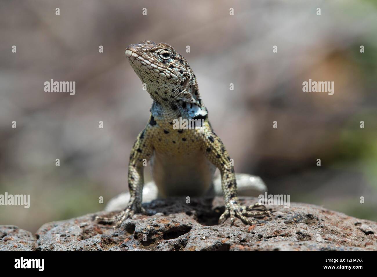Floreana lava lizard (Microlophus grayii), male on lava rock, Floreana ...