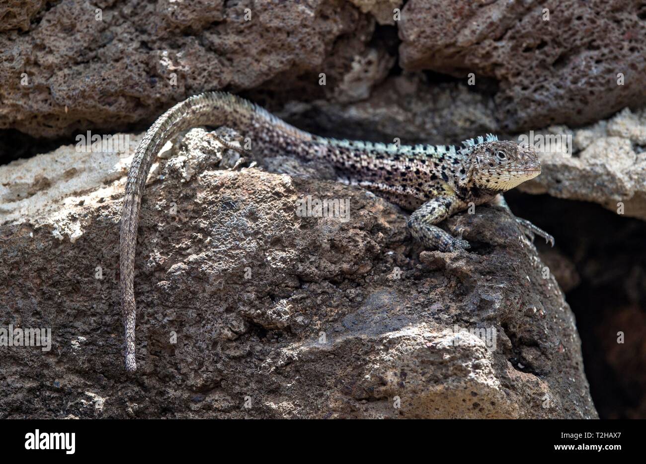 Male, Floreana lava lizard (Microlophus grayii), Floreana Island ...