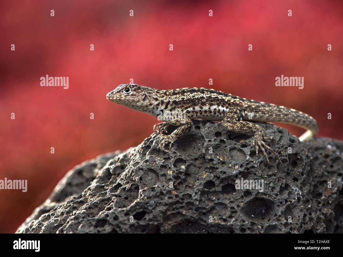 Floreana lava lizard (Microlophus grayii), male on lava rock, Floreana ...