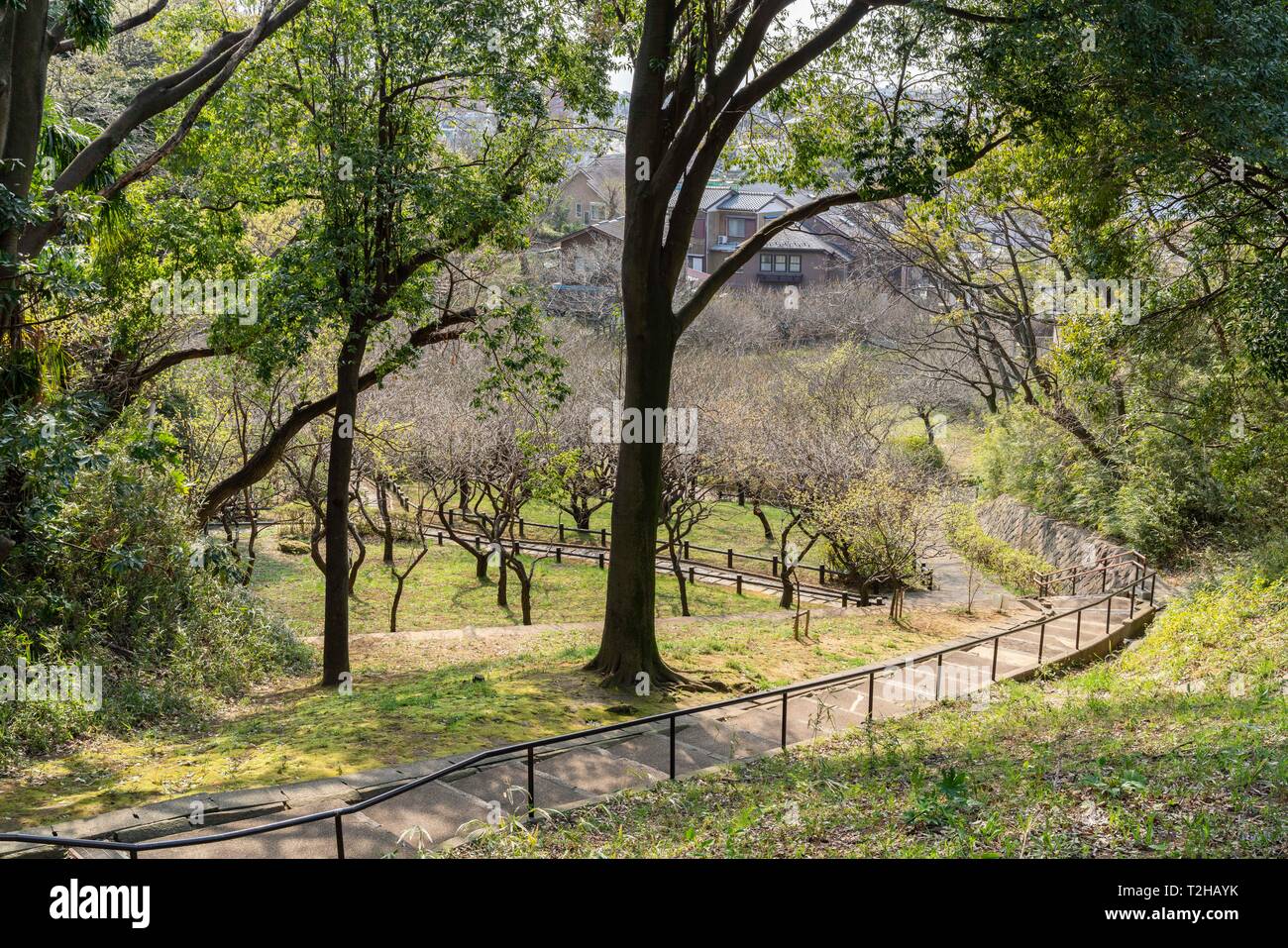 Plum forest hi-res stock photography and images - Alamy
