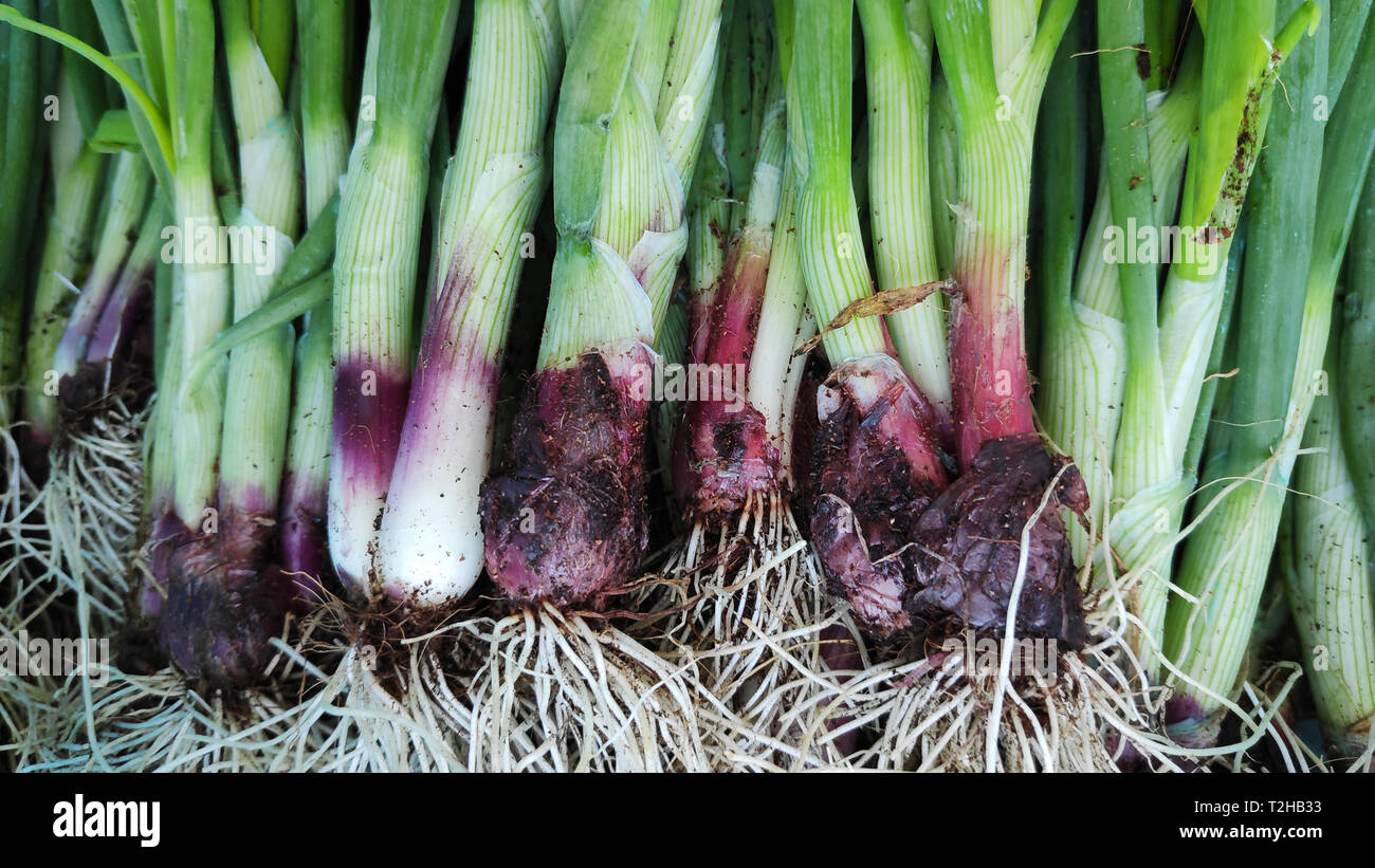 Row of spring onions ready for sale at the market Stock Photo - Alamy