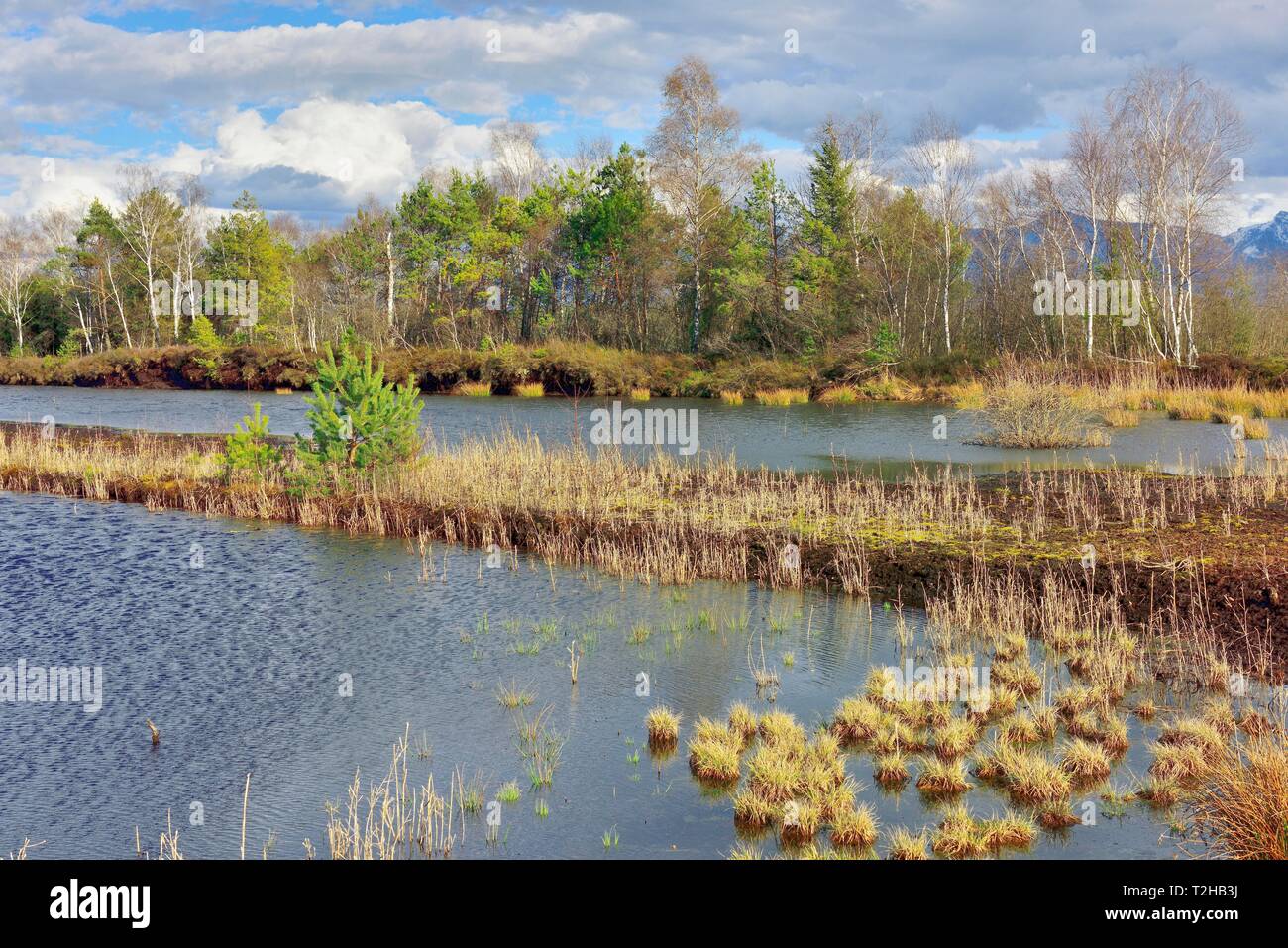 Moor landscape, moor pond with birches (Betual Pubescens) and pines ...