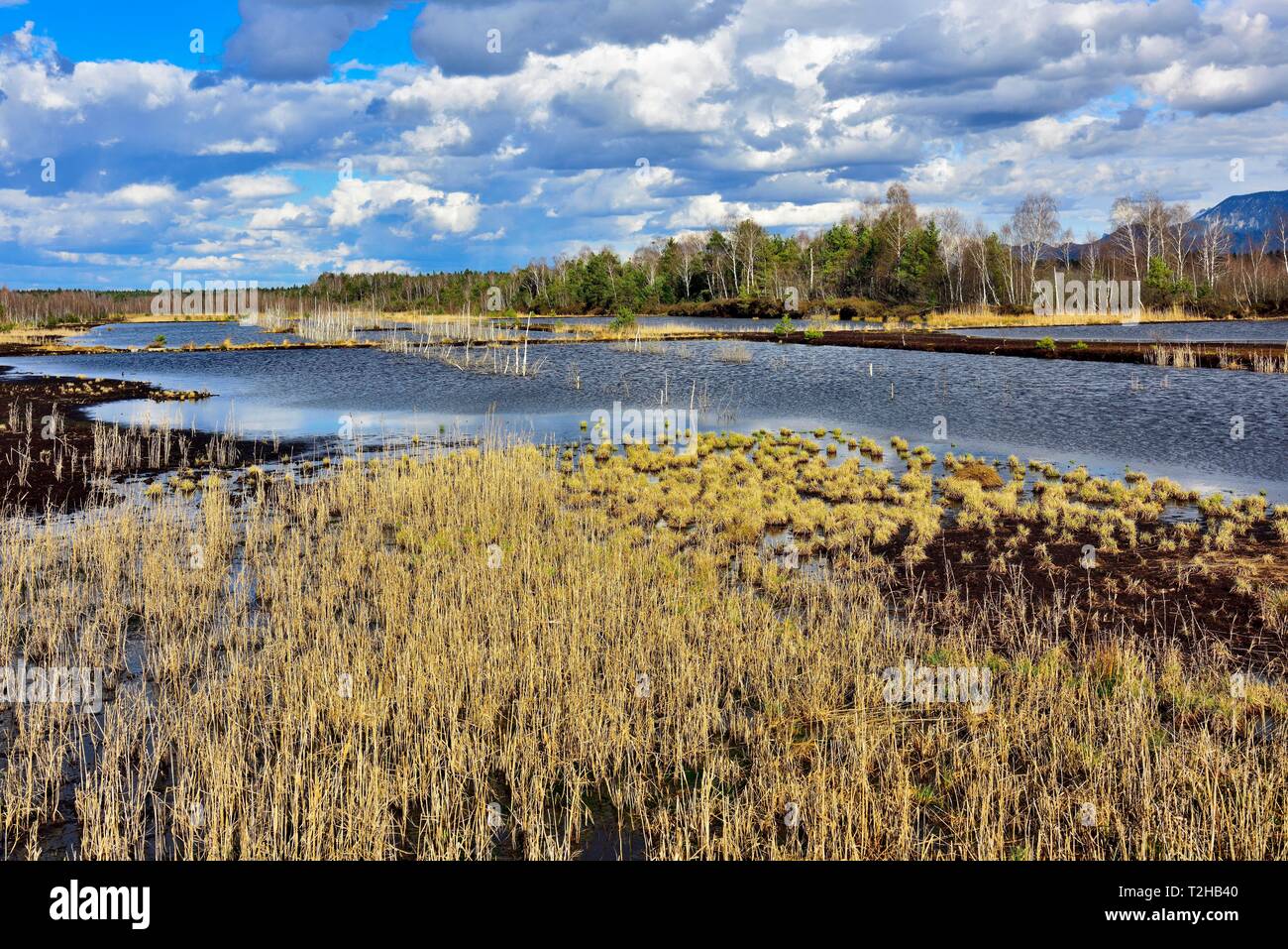 Flooded peat extraction areas under cloudy skies, with Common reed ...