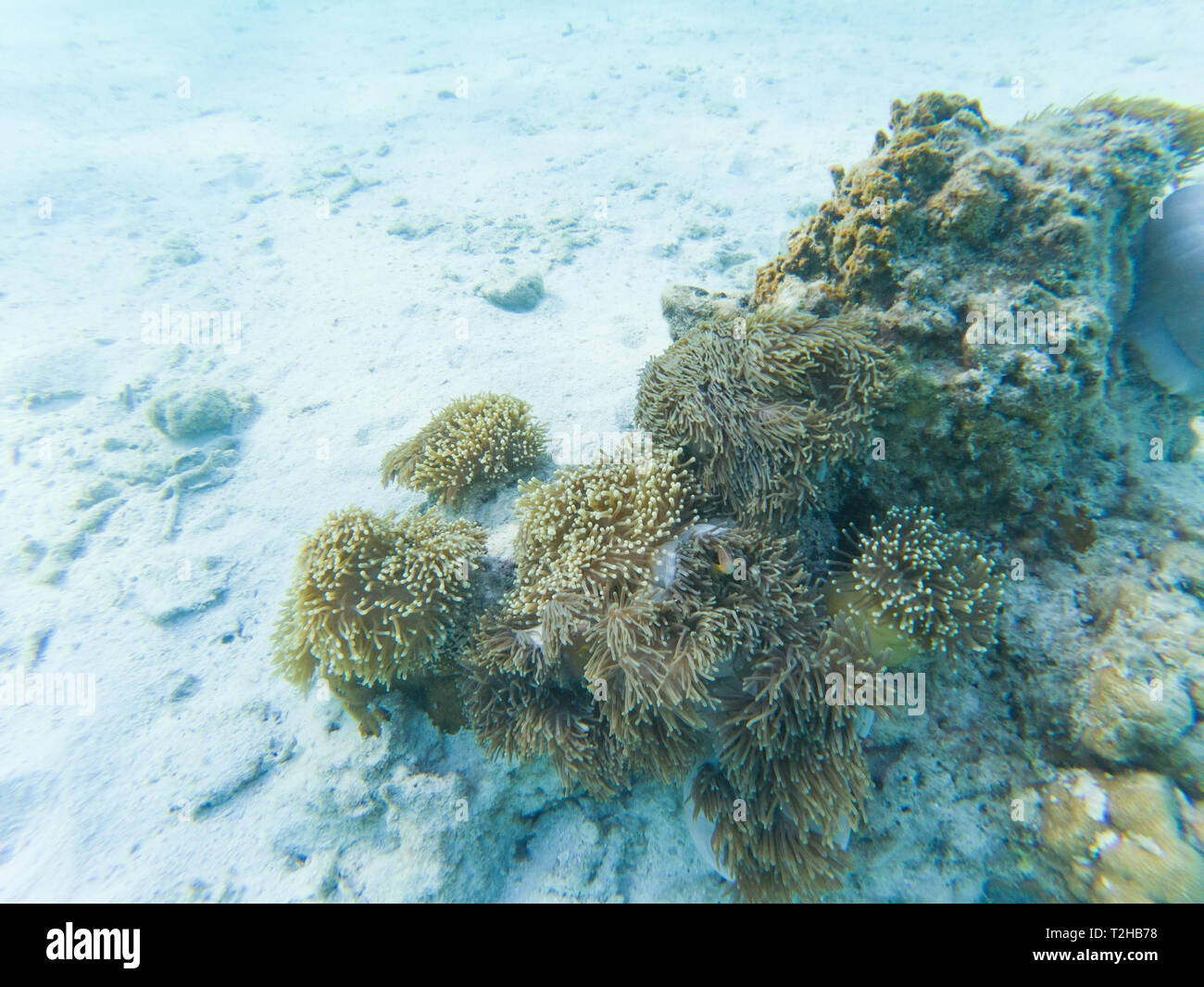 underwater marine life on coral reefs Stock Photo - Alamy