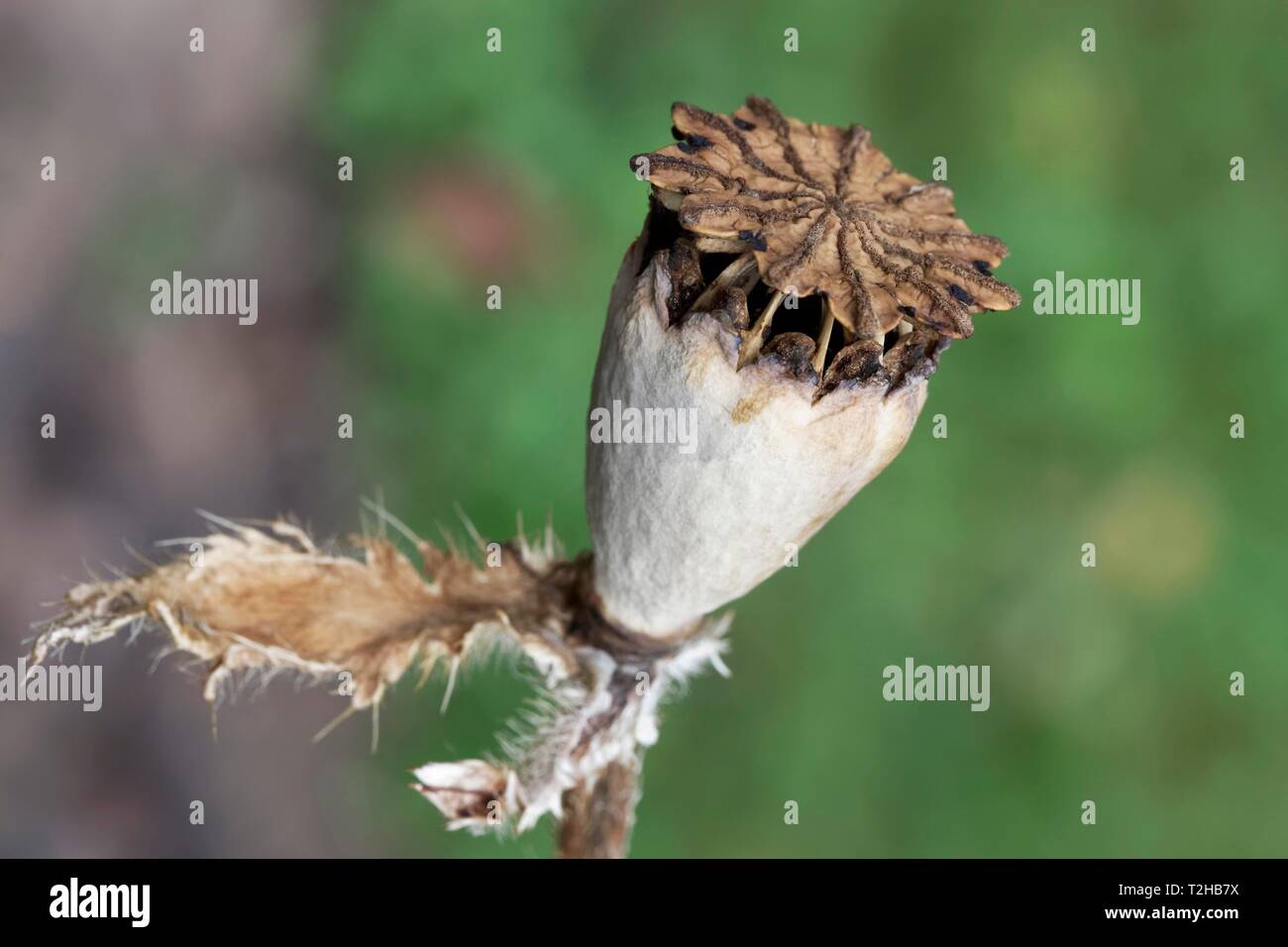 Papaver Orientale Pods