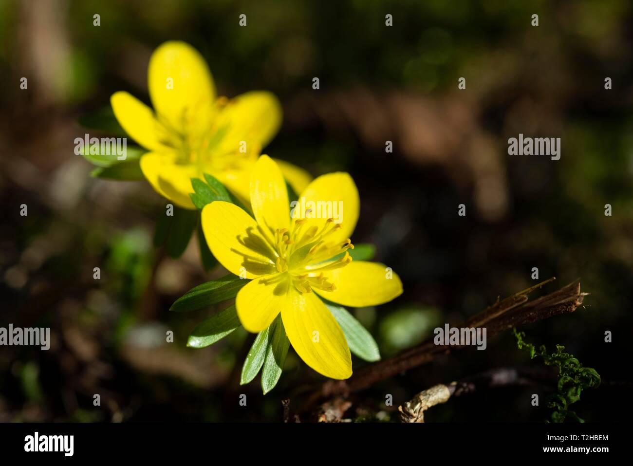 Aconites hi-res stock photography and images - Alamy