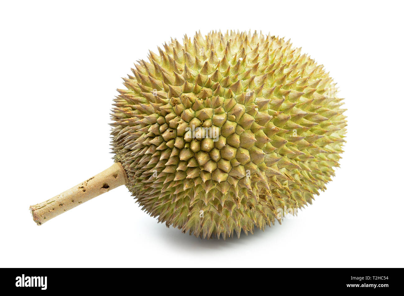 Fresh durian on isolate white background. Durian is king of tropical ...