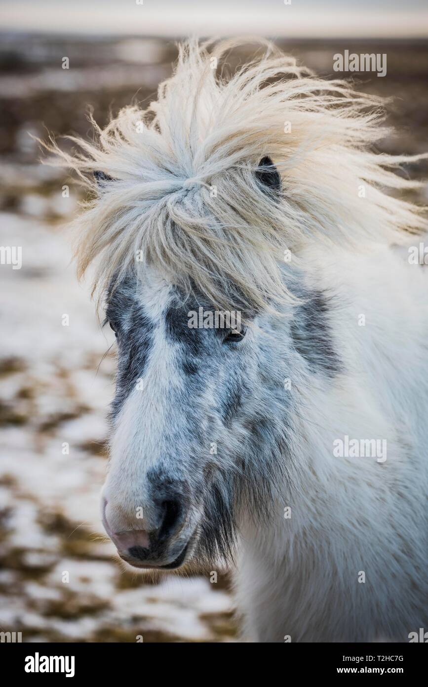 Icelandic horse (Equus islandicus), animal portrait, Iceland Stock ...