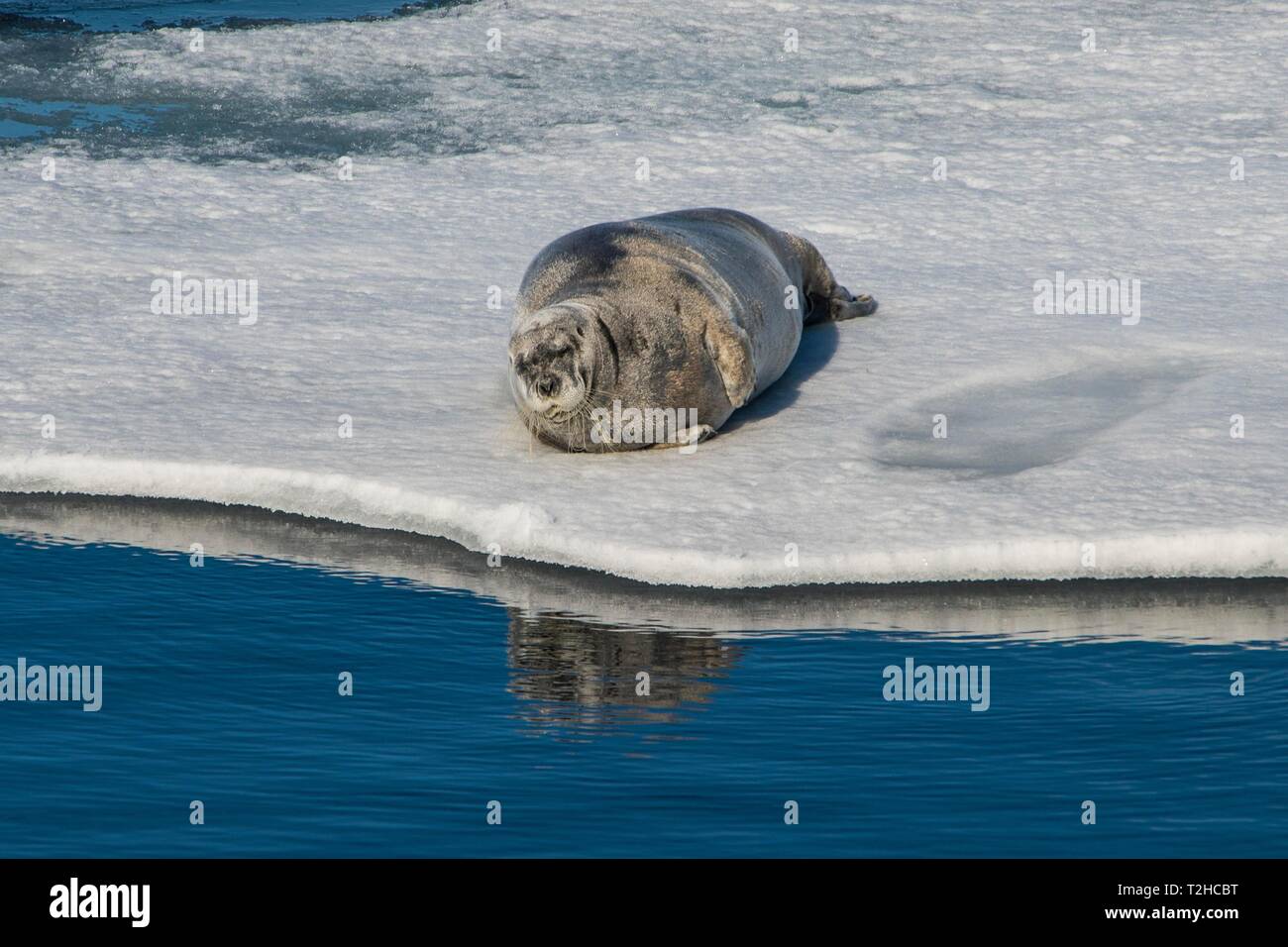Ringed seal arctic hi-res stock photography and images - Alamy
