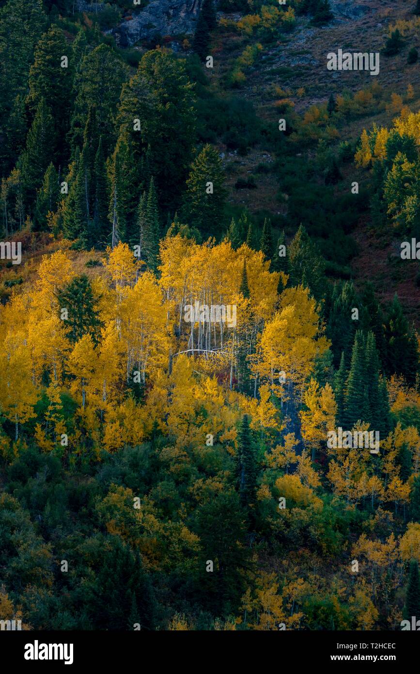 Autumnal yellow colored trees, Grand-Teton National Park, Wyoming, USA ...