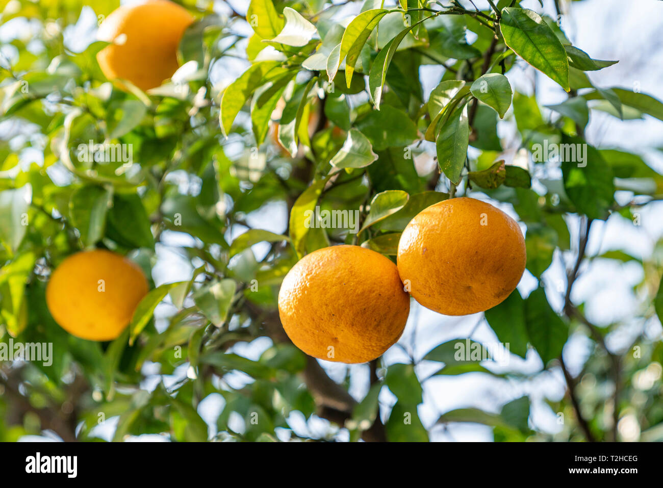 Citron city hi-res stock photography and images - Alamy