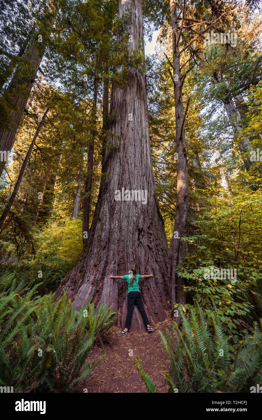 Young woman embracing a thick Sequoia sempervirens (Sequoia ...