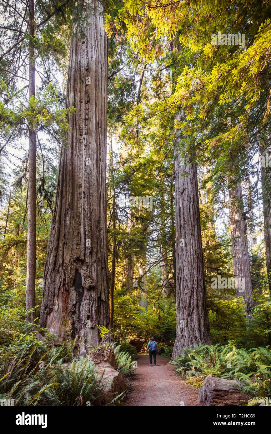 Young woman on a hiking trail through forest with coastal sequoia trees ...