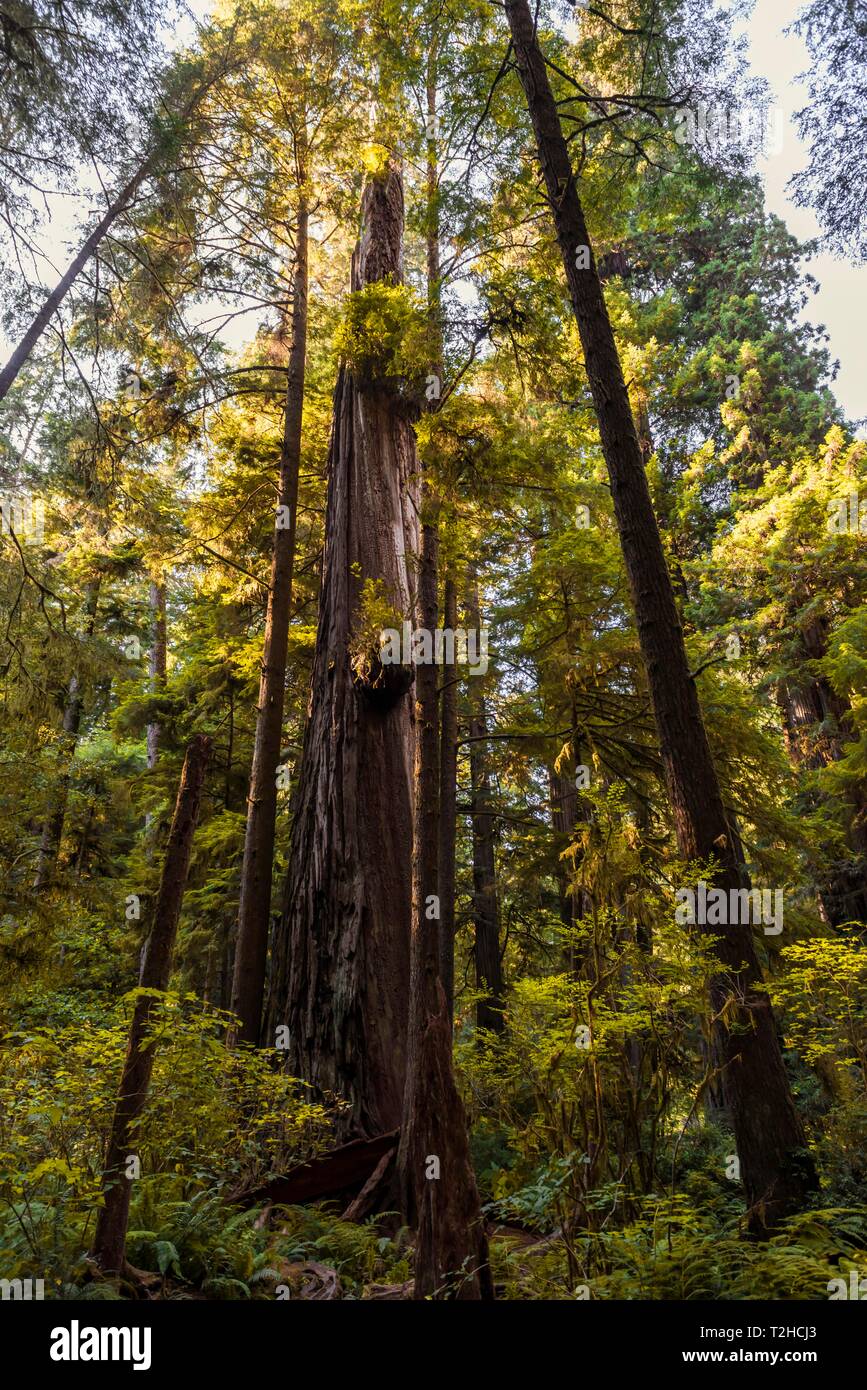 Coastal sequoia trees (Sequoia sempervirens), forest with dense ...