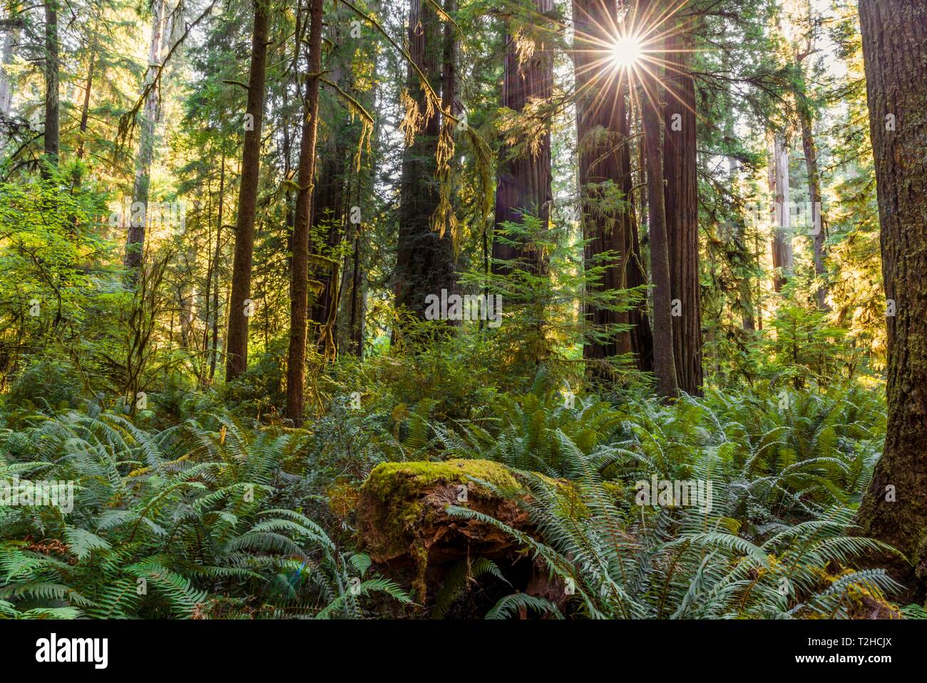 Coastal sequoia trees (Sequoia sempervirens), sunbeam shines through ...