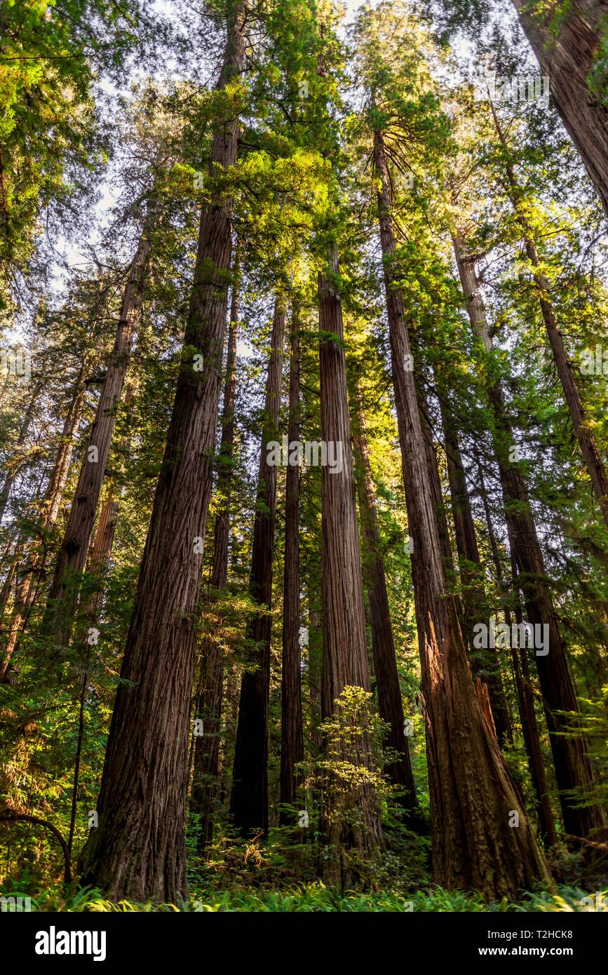 Coastal sequoia trees (Sequoia sempervirens), forest with dense ...