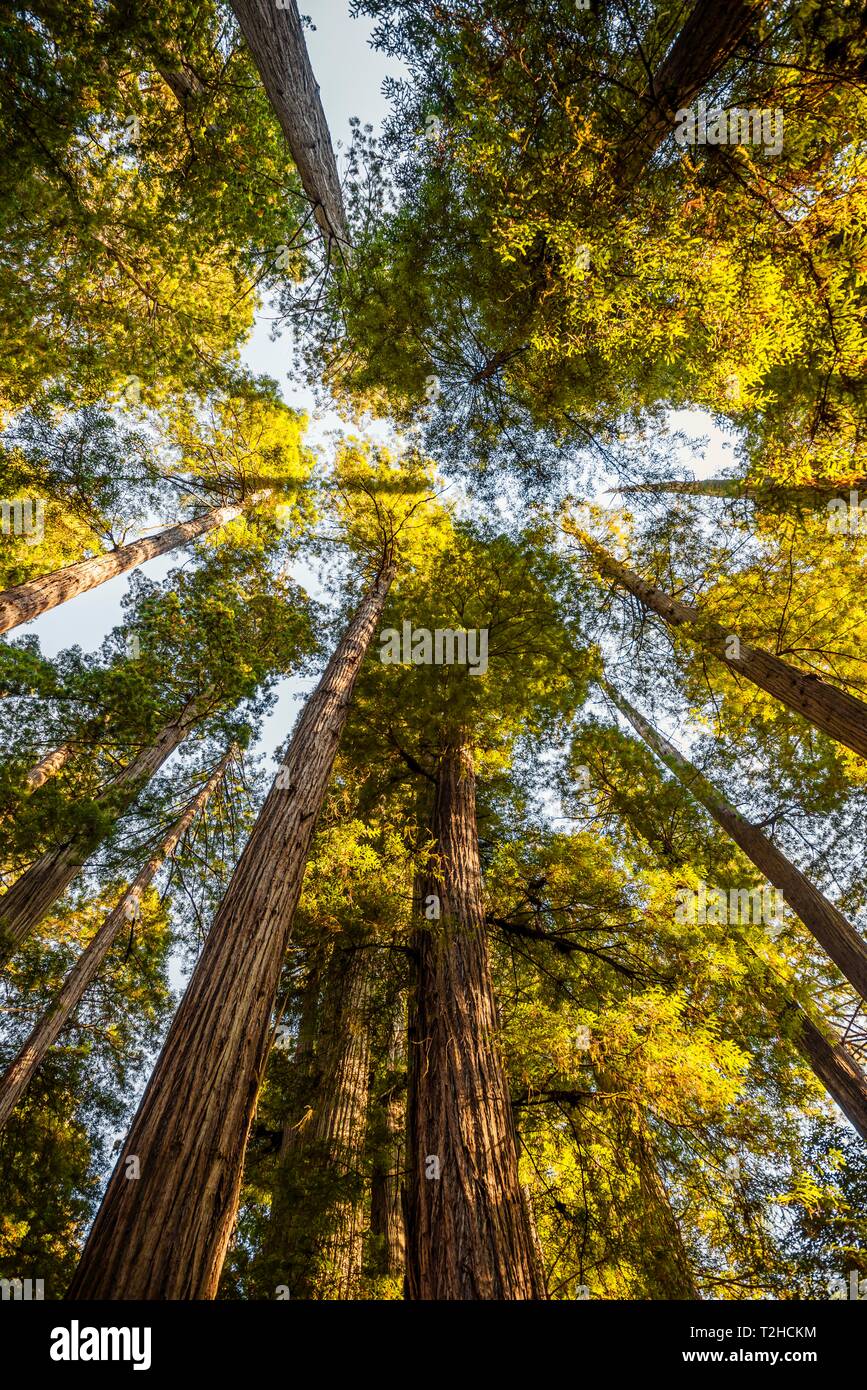 Coastal sequoia trees (Sequoia sempervirens), view up into the sunny ...