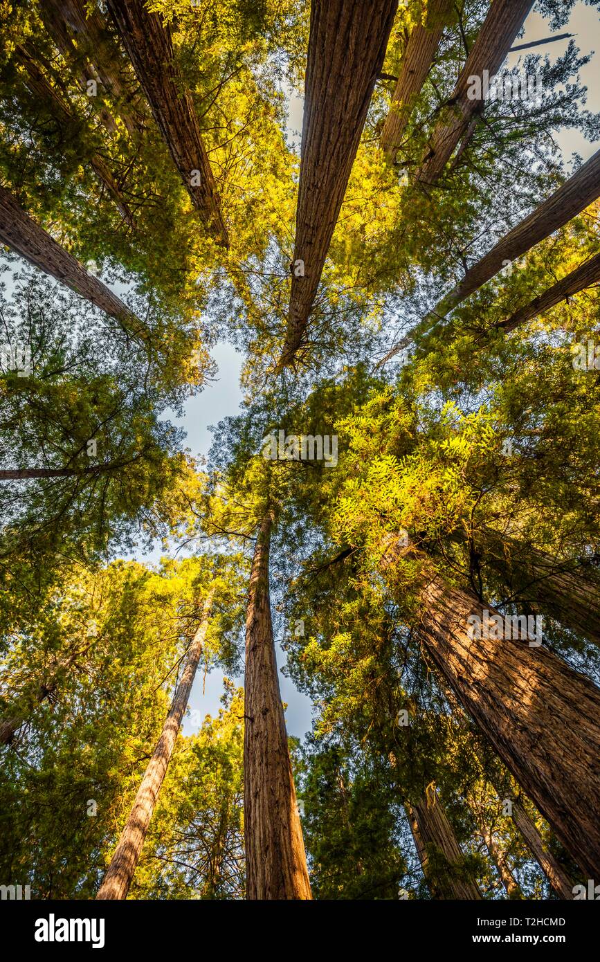 Coastal sequoia trees (Sequoia sempervirens), view up into the sunny ...