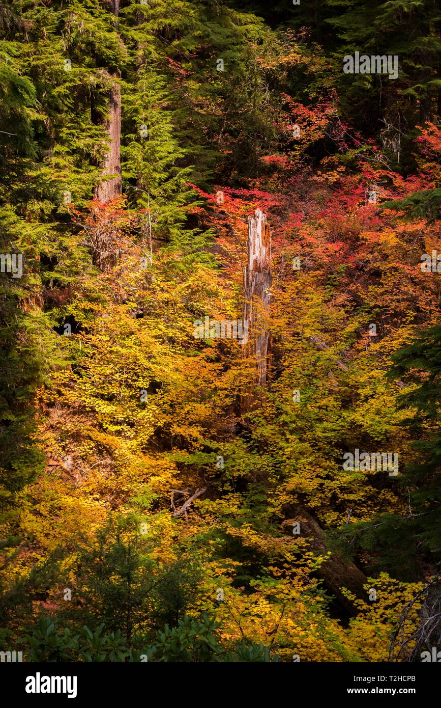 Colorful autumn colors, dense forest, Silver Falls State Park, Oregon ...
