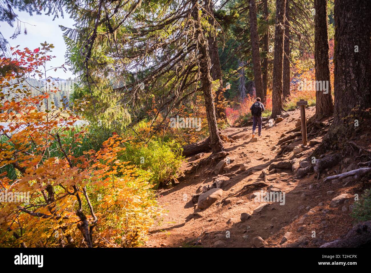 Hiker on a forest trail to Marion Lake, Grand Teton National Park ...