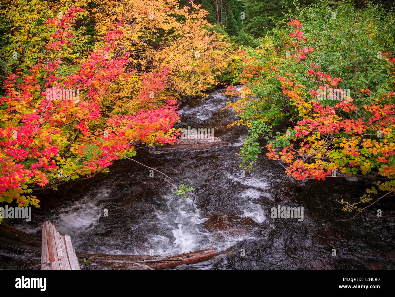 Trees with colourful autumn colours, red orange leaves, autumn ...