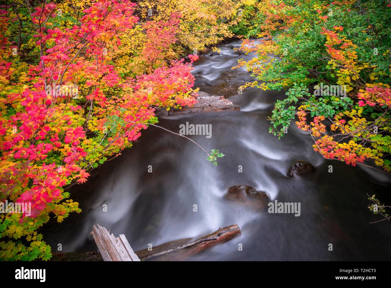 Trees with colourful autumn colours, red orange leaves, autumn ...