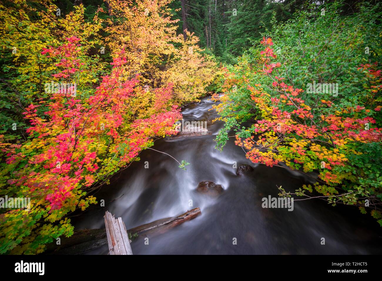 Orange trees fruit hi-res stock photography and images - Alamy