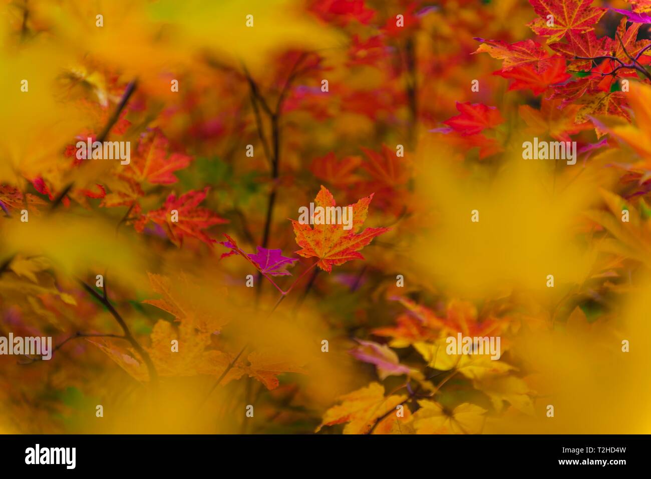 Indian Summer, yellow, orange and red leaves of a Maple (Acer), autumn ...