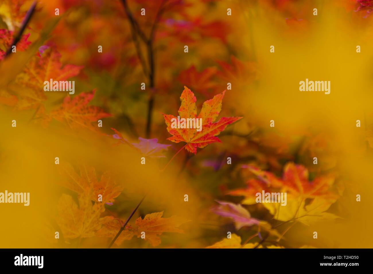 Indian Summer, yellow, orange and red leaves of a Maple (Acer), autumn ...