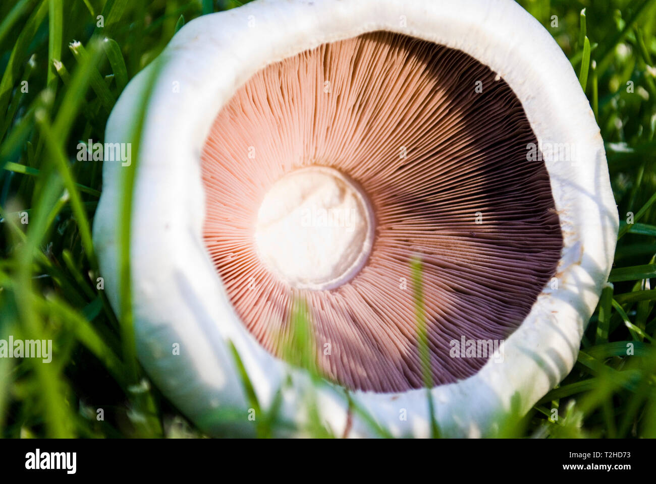 Broken mushroom cap laying on the grass Stock Photo - Alamy