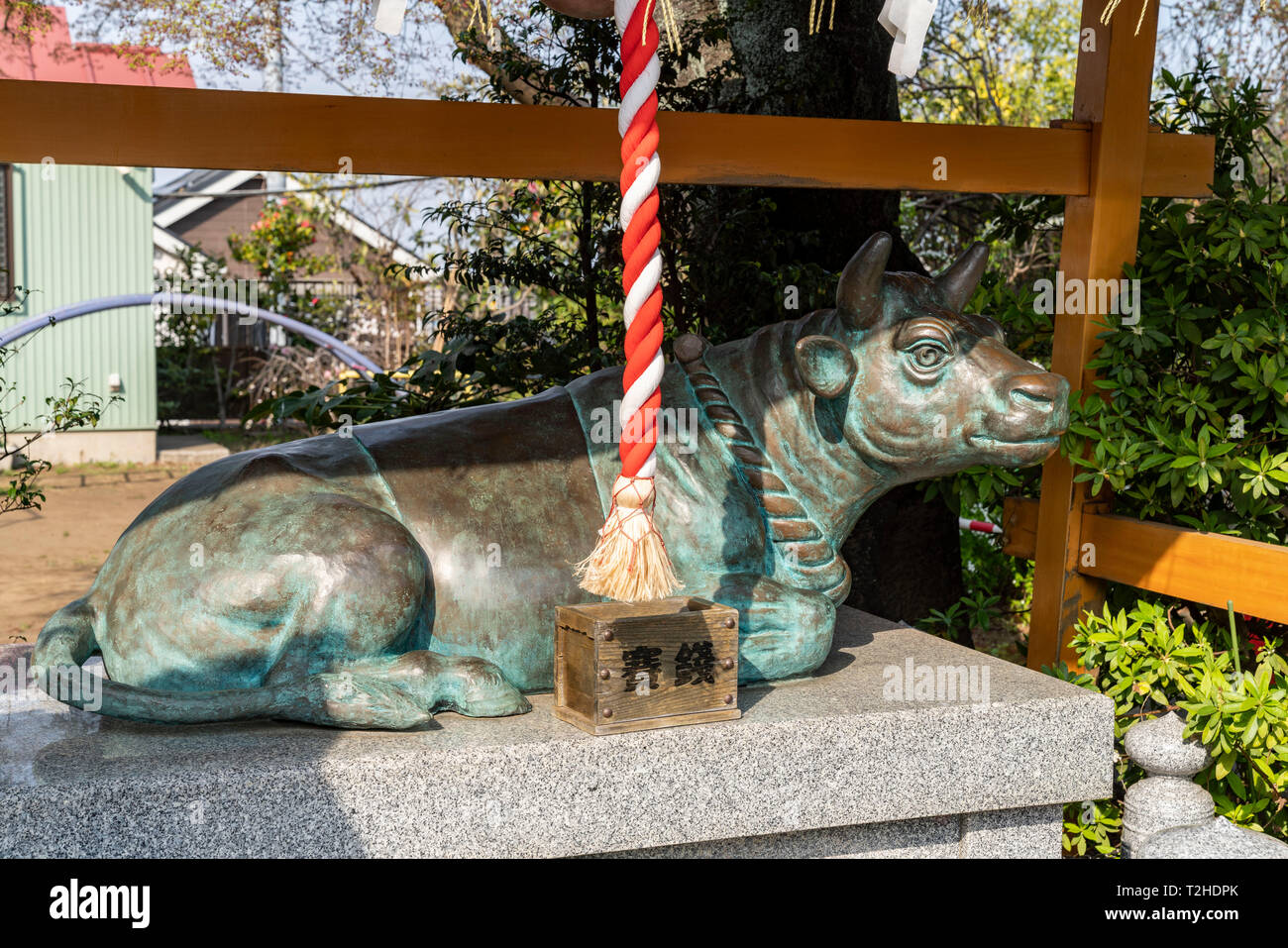 Nade ushi cow hi-res stock photography and images - Alamy