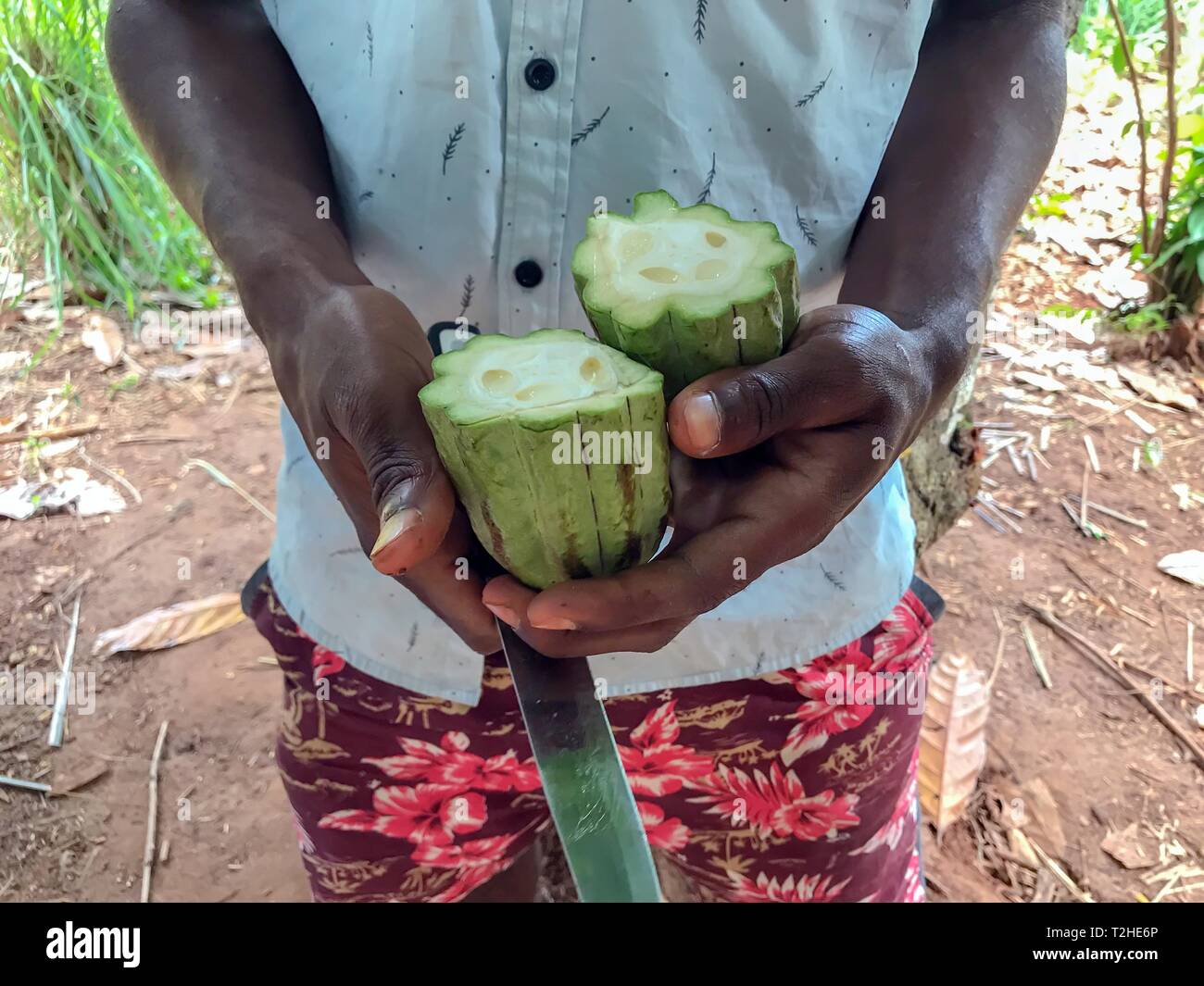 Farm worker holding sliced unripe cocoa fruit with cocoa beans in his ...